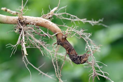 How To Prevent Root Rot In Houseplants Wekiva Foliage