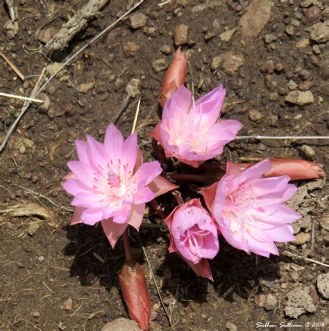 Bitterroot Flower Facts Best Flower Site