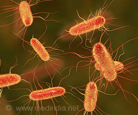 E Coli Bacteria In Urine Vast Selection Dev