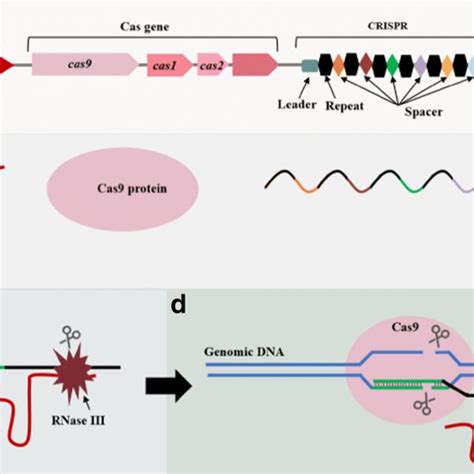 Overview Of Type Ii Crispr Cas System A B Schematic Diagram Showing Download Scientific