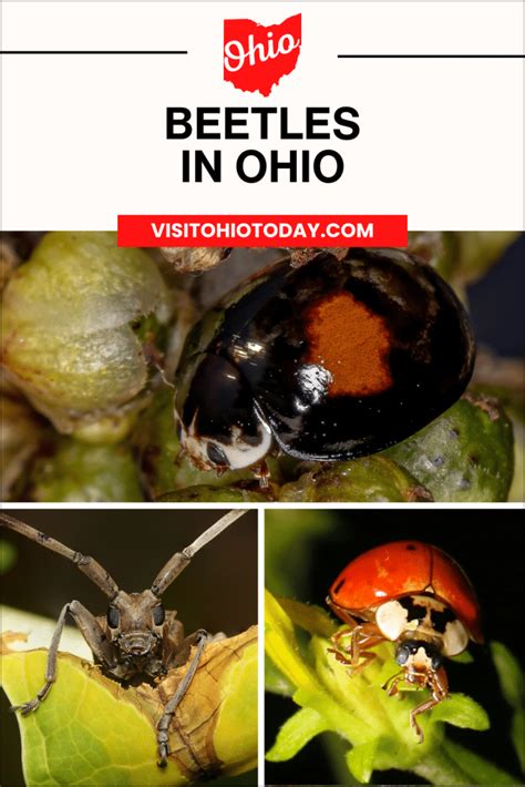 Beetles In Ohio Visit Ohio Today Beetles In Ohio Visit Ohio Today