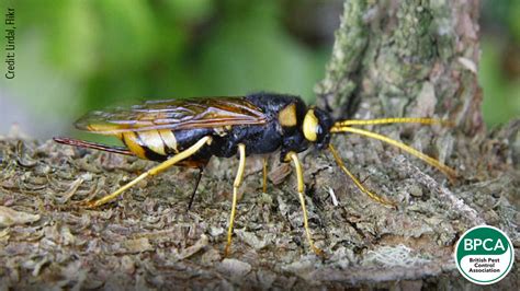 Species Of Wasp Uk