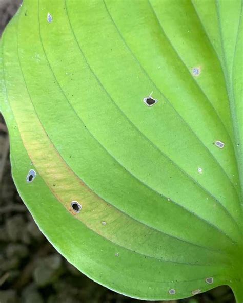 How Do You Treat Hosta Nematodes World Of Garden Plants