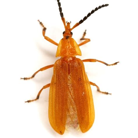 Lycus Sagittatus · Inaturalist