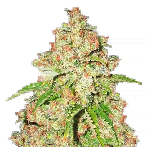 Agent Orange Feminised Cannabis Seeds Wse Australia
