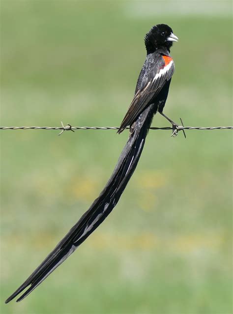 Long Tailed Widowbird Euplectes Progne Birdweather