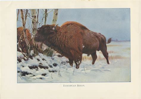 1916 Bison Print