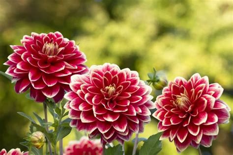 National Flower Of Mexico Peony Flowered Dahlias Plantisima