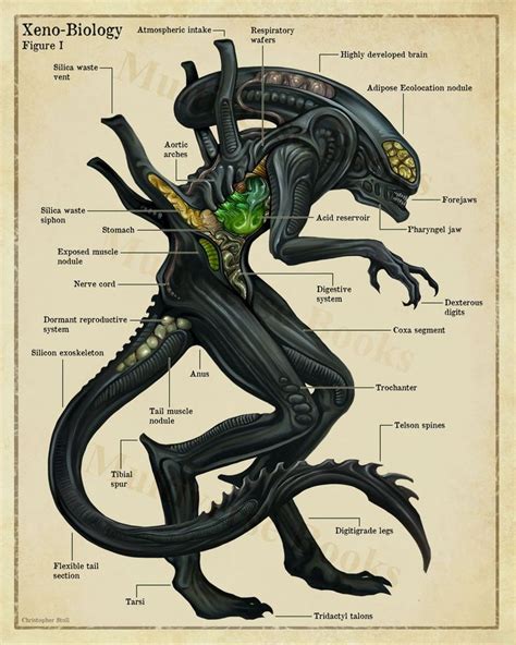 Xenomorph Anatomy Poster Alien Inspired Scientific Wall Art Print