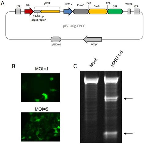 Crispr Cas 9 Nuclease Rna Guided Genome Editing