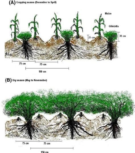 A Schematic Representation Of Gliricidia And Maize Spatial Arrangement