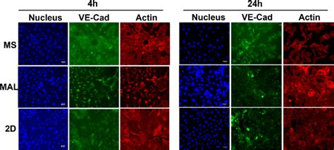 Cell Cell Contact Evolution Of Endothelial Cells After In Situ Hydrogel
