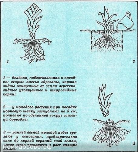 Клематисы выращивание рассады в домашних условиях посадка уход и