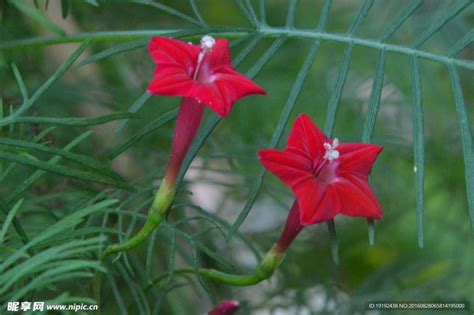 星星花摄影图花草生物世界摄影图库昵图网