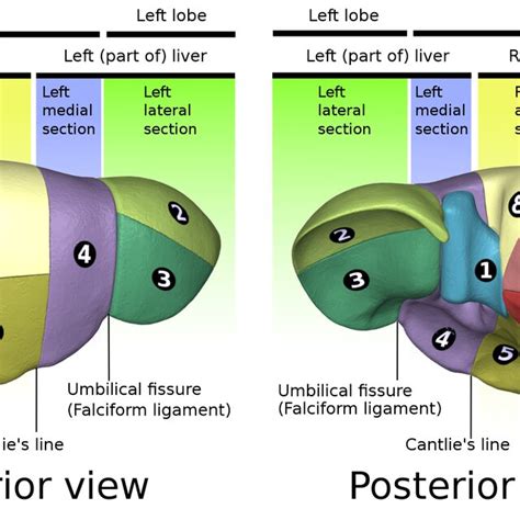 Liver Segments Anatomy Data Generated By The Database Center For Life