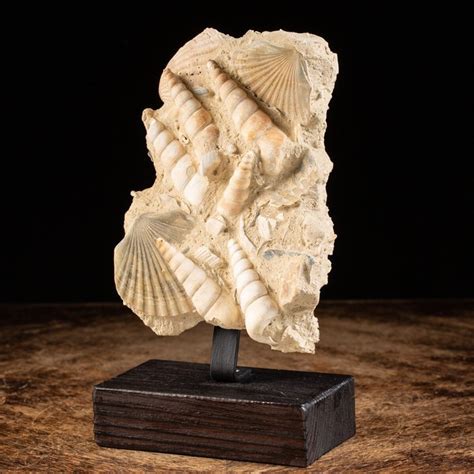 Pecten Fossil Shells Slab 250×135×80 Mm Catawiki