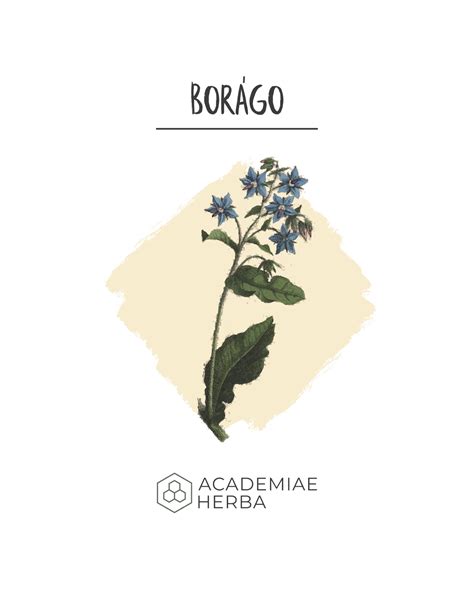 Hasznos Tudnivalók Academiae Herba