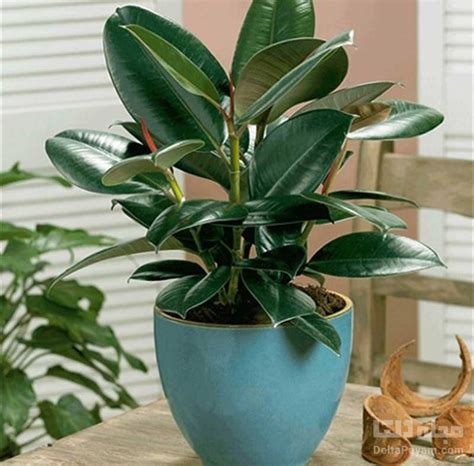 این گیاهان آپارتمانی، خانه‌تان را لوکس‌تر می کنند