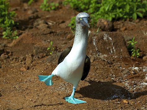 Blue Footed Booby Entertainment Galapagos Style