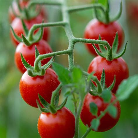 Tomato Rubinka Cherry Plug Plants To Grow Order Online