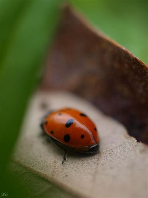 Ladybug Macro Photo By Kalee Espitia Macro Photos Love Photography