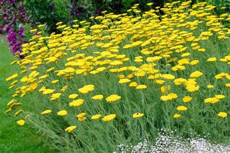 Yarrow Flower Meaning Rp Seeds Achillea Millefolium Yarrow 200