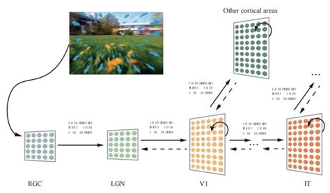A Schematic Of The Hierarchica Image Eurekalert Science News Releases