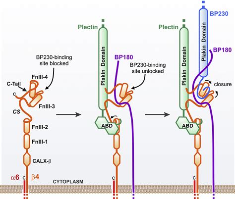 Integrin α6β4 Recognition Of A Linear Motif Of Bullous Pemphigoid