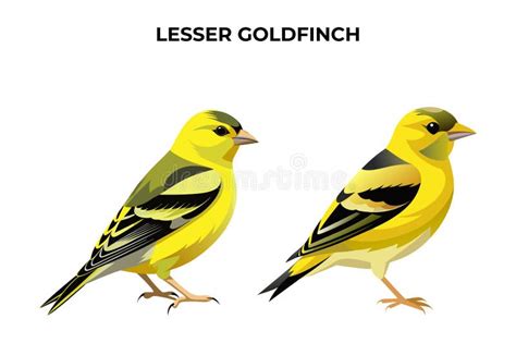 Beautiful Lesser Goldfinch On White Background Vector Illustration