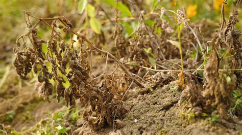 How To Harvest And Store Potatoes Wout A Root Cellar Melissa K Norris
