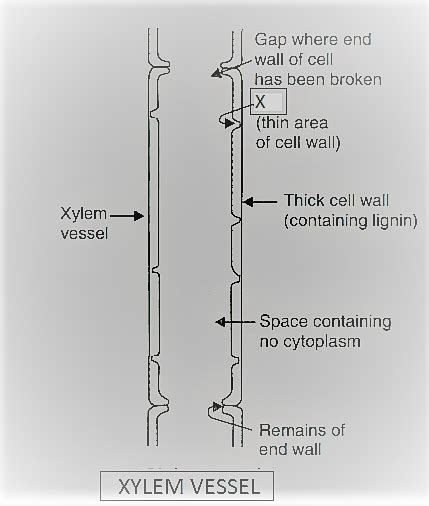 Draw A Labelled Diagram Of I A Xylem Vessel And Ii A Sieve Tube Or Phloem