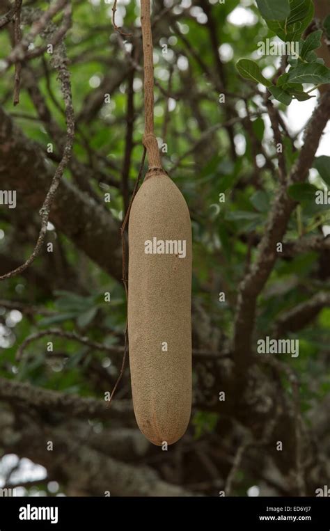 Sausage Tree Kigelia Africana In Fruit Kruger National Park South