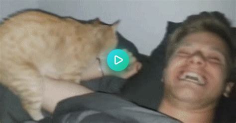 A Friendly Reminder To Have Your Pets Spayed Neutered  On Imgur