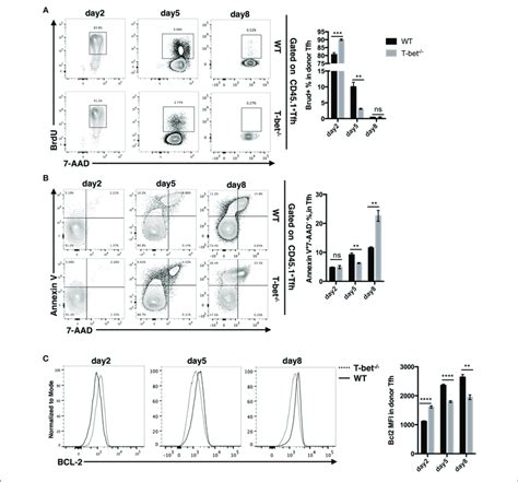 T Bet Regulates Tfh Cell Proliferation And Apoptosis Wt Or Tbx21 −−