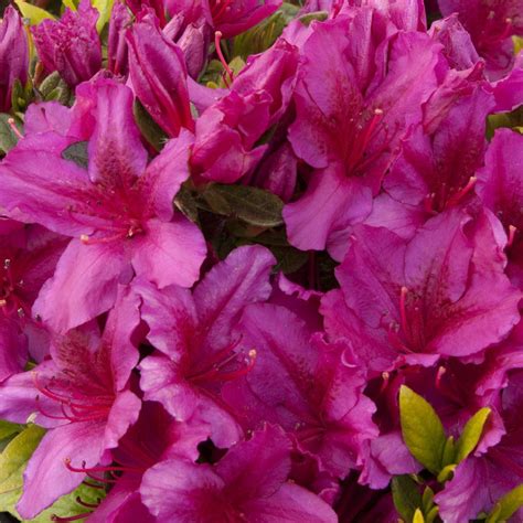 Buy Girards Fuschia Azalea Online Flowering Shrub Bay Gardens