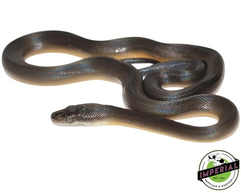 Water Python For Sale Imperial Reptiles Imperial Reptiles And Exotics