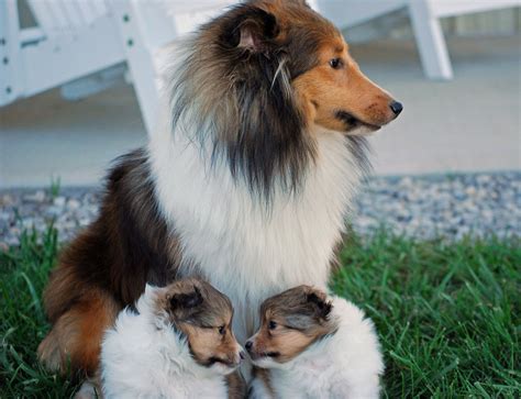 Mionra Sheltie Puppies