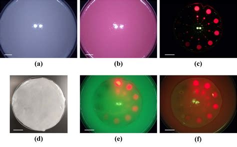 Customizable Optical Tissue Phantom Platform For Characterization Of Fluorescence Imaging Device