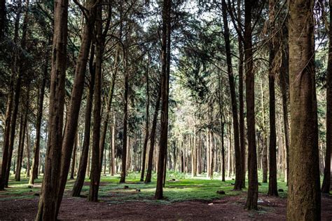 Kinale Forest Station It Is Located Along The Nairobi Naivasha Highway