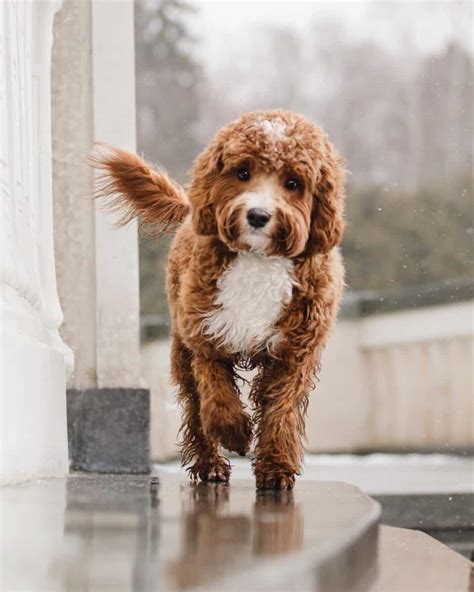 16 Best Cavapoo Haircuts With Pictures 2026 Updated