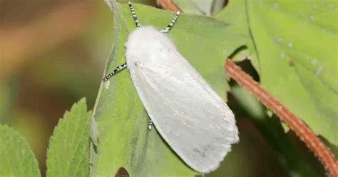 Fall Webworms Are Not Tent Caterpillars Dunroy Hoa