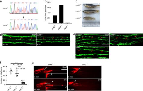 Cx43 Null Zebrafish Have Reduced Motile Cilia In Ecs A Download