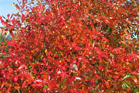 Nyssa Sylvatica Trees And Shrubs Online