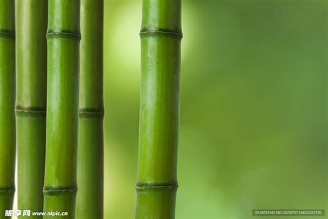 竹子摄影图其他生物生物世界摄影图库昵图网