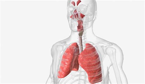 Respiratory System Organs