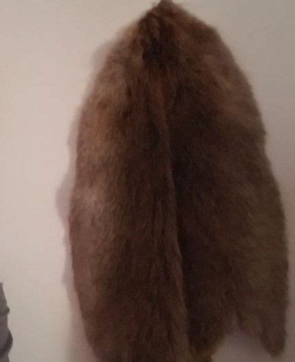 Tanned Beaver Pelt