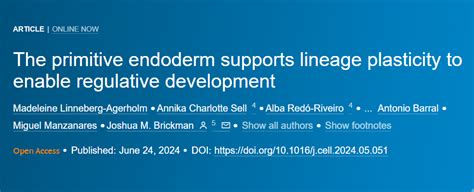 Enhancing Ivf Success The Potential Of Primitive Endoderm Stem Cells