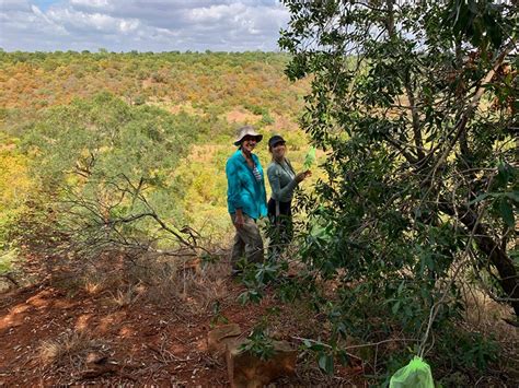 The Puzzle Of The Pepperbark Tree Veld And Flora March 2024