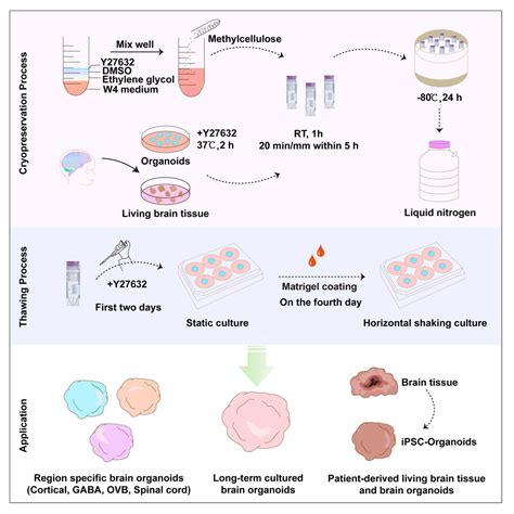 Effective Cryopreservation Of Human Brain Tissue And Neural Organoids Cell Reports Methods