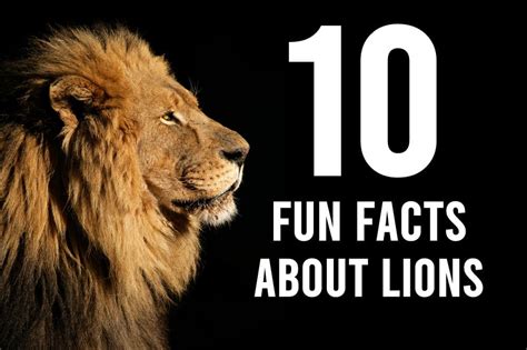 Top 10 Fun Facts About Lions At Wiley Hilyard Blog